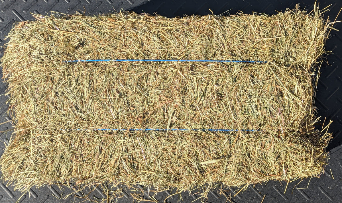 2 Tie Local Grass Hay Bale - Simpsonville, KY - Feed Bucket